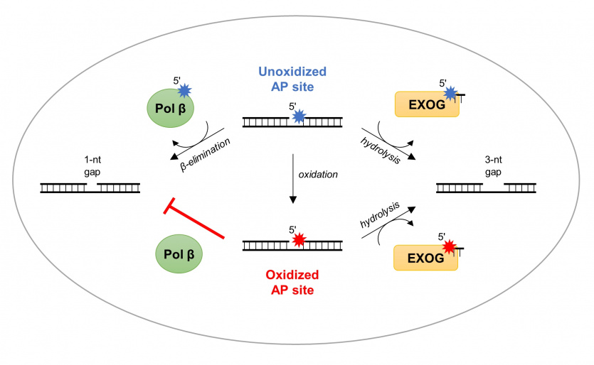 IFB researchers' article in the prestigious JACS journal | NEWS ...